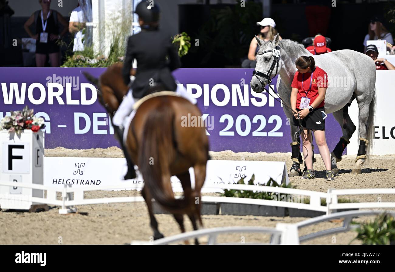 Herning, Denmark. 13th Aug, 2022. World Equestrian Games.CONVICTO is ...