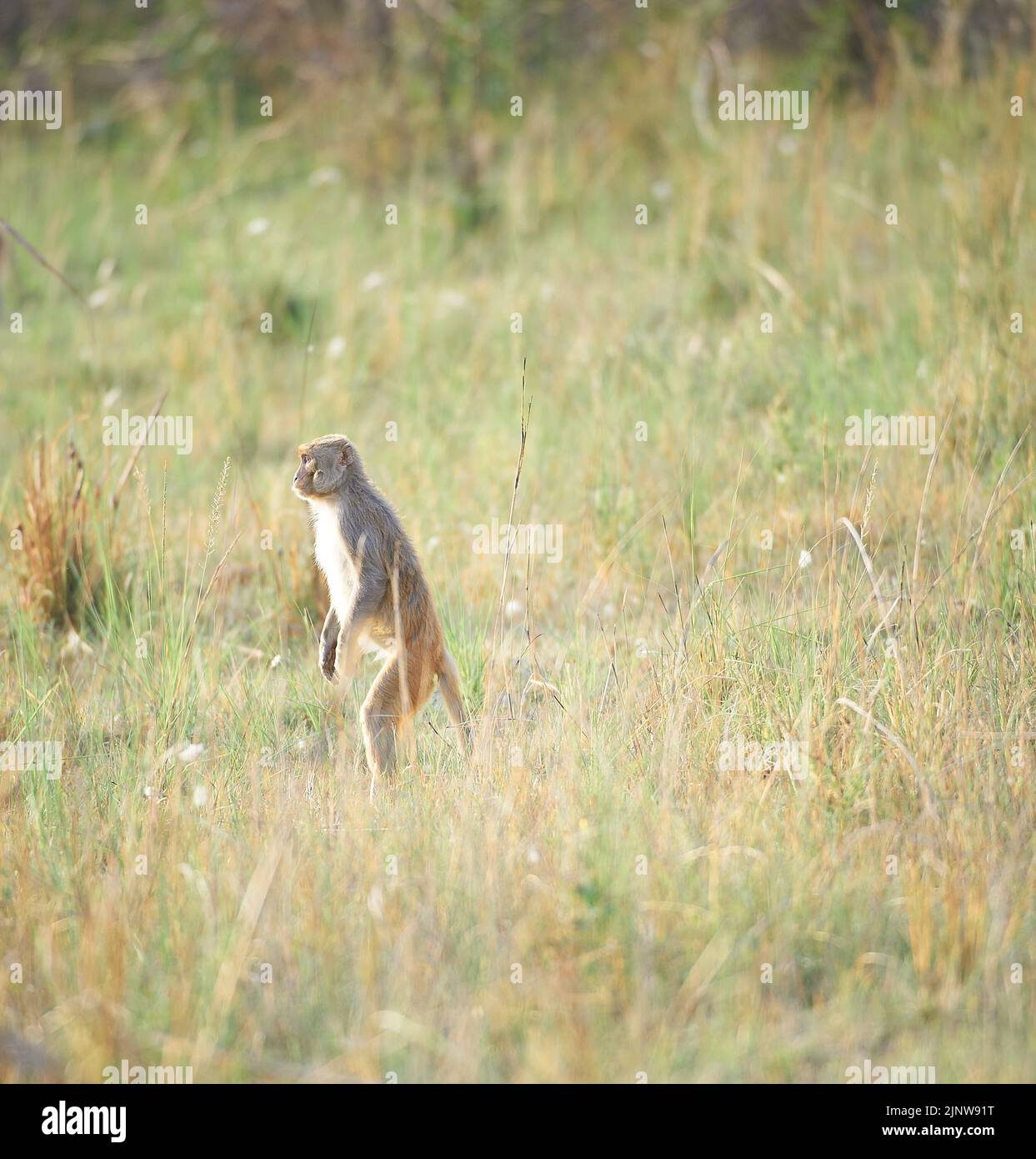 Monkey gait hi-res stock photography and images - Alamy
