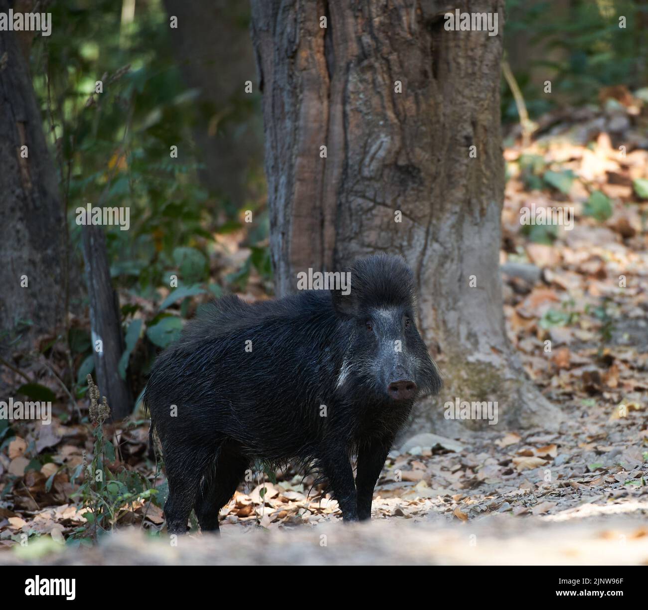Black Wild Boar, Jim Corbett National Park Stock Photo - Alamy