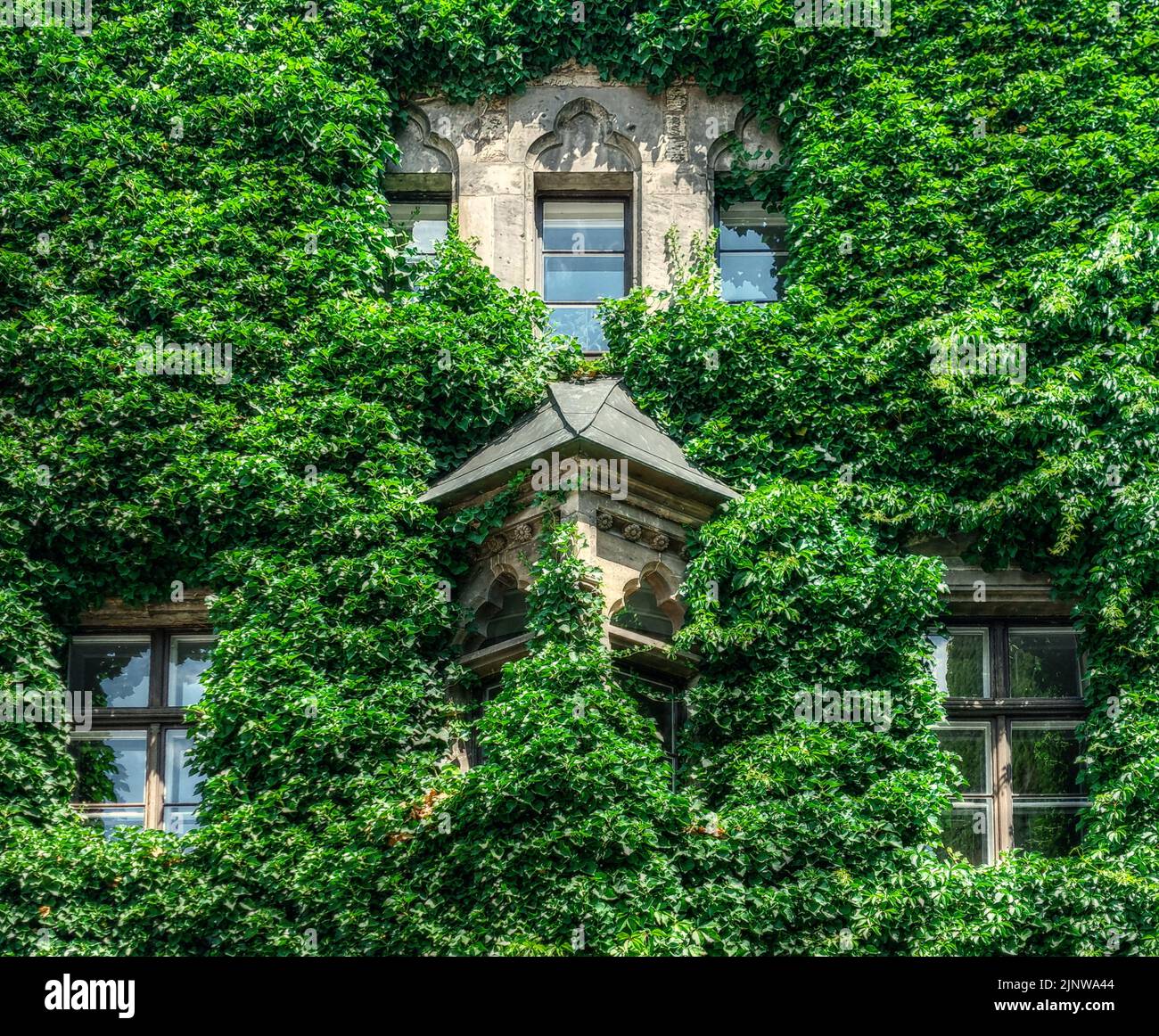 Overgrown facade of an old building in sunlight Stock Photo - Alamy