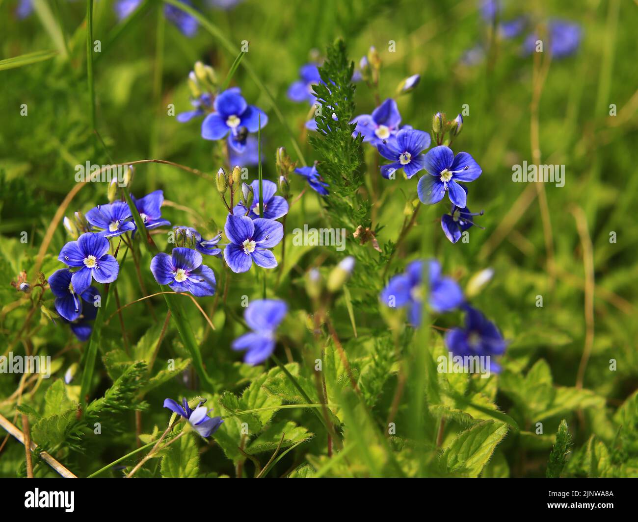 Tiny blossoms of germander speedwell (Veronica chamaedrys), a wild herb ...