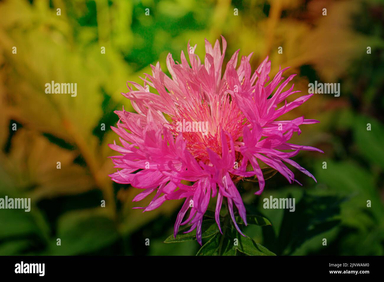 A purple flower of Stokes aster Stokesia laevis close-up Stock Photo ...