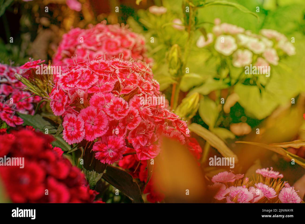 Chinese pink dianthus chinensis hi-res stock photography and images - Alamy