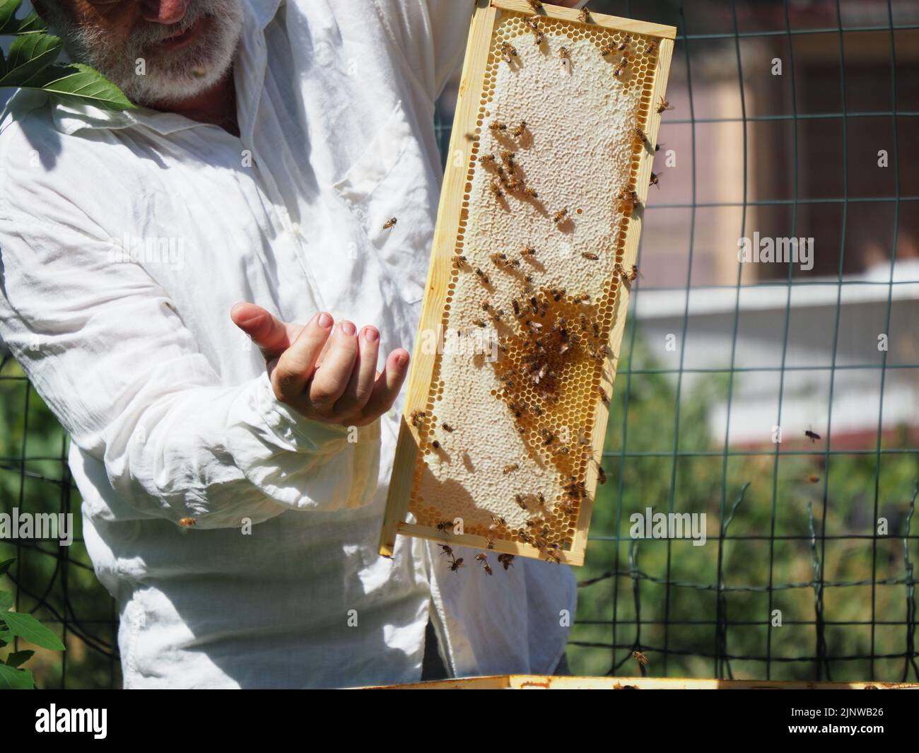 Master bee keeper pulls out a frame with honey from the beehive in the ...