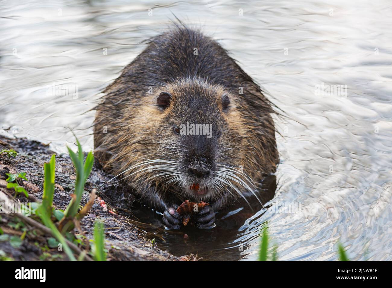 Krefeld - Frontview to nutria (myocastor coypus) nearby House ...