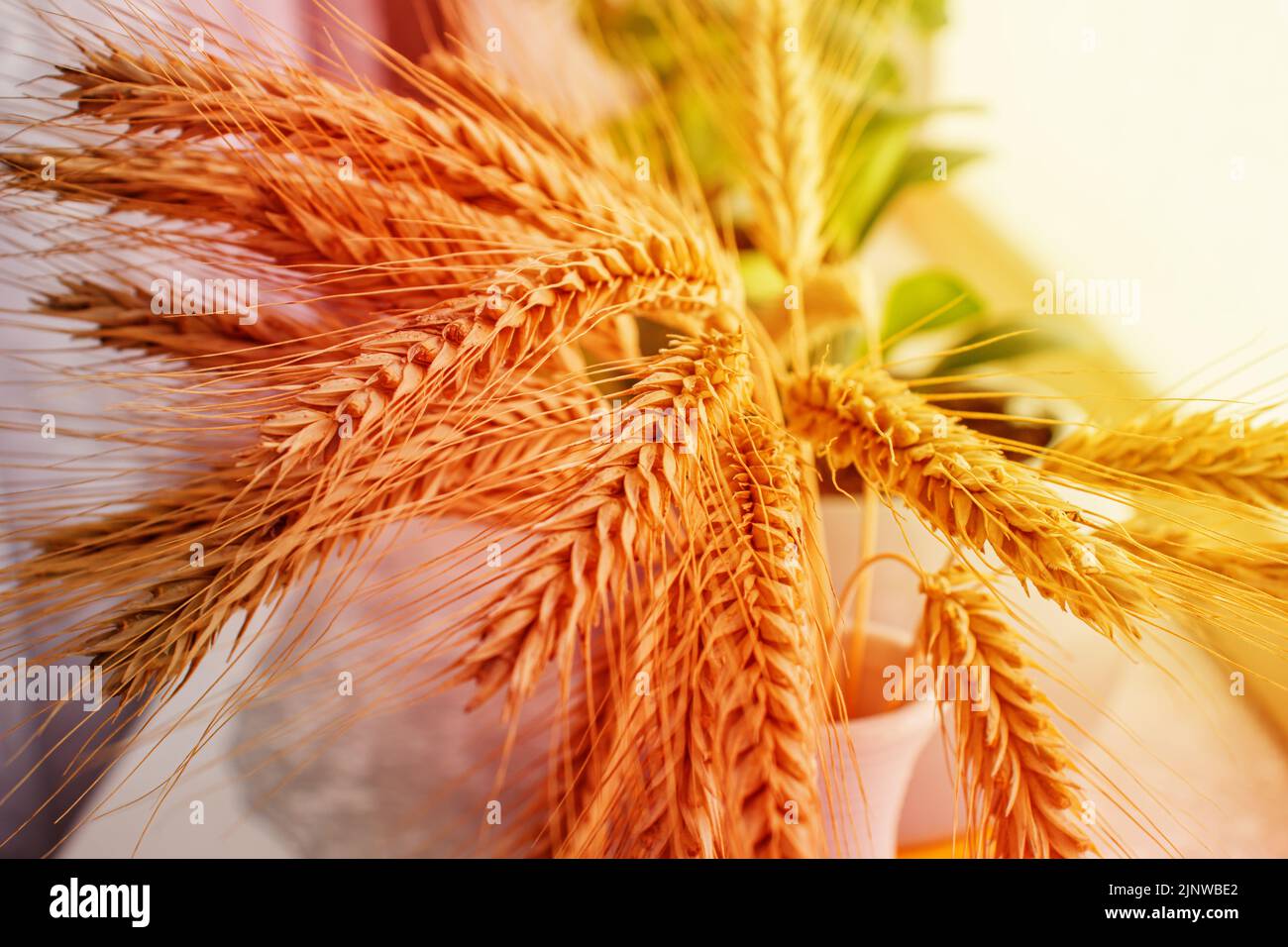 Bouquet of ears of rye of the new harvest in the sun's rays Stock Photo ...