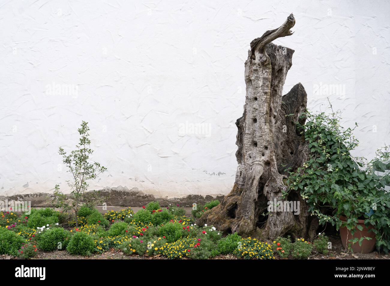 white wall and a tree with many holes Stock Photo - Alamy