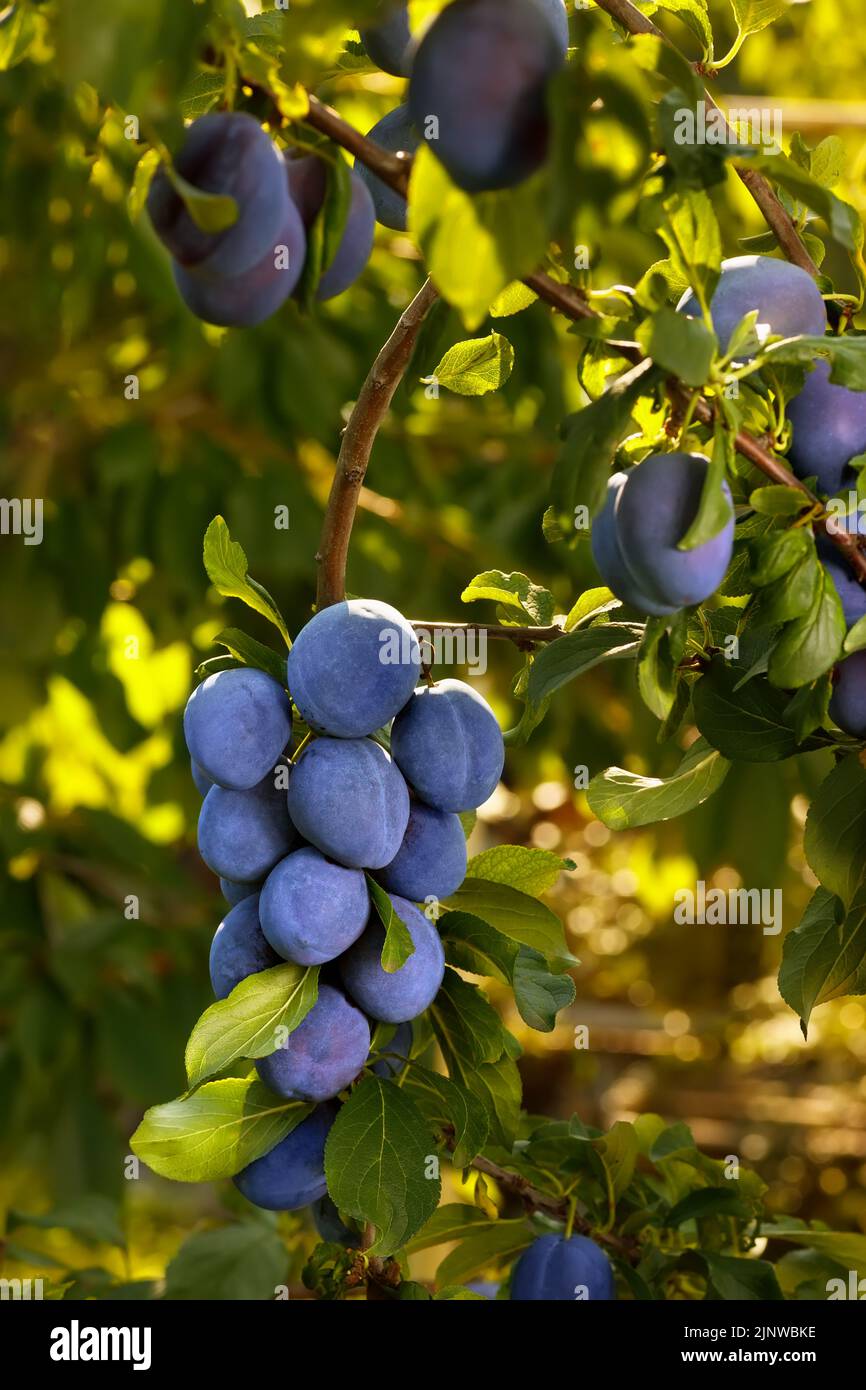Blue farming hi-res stock photography and images - Alamy