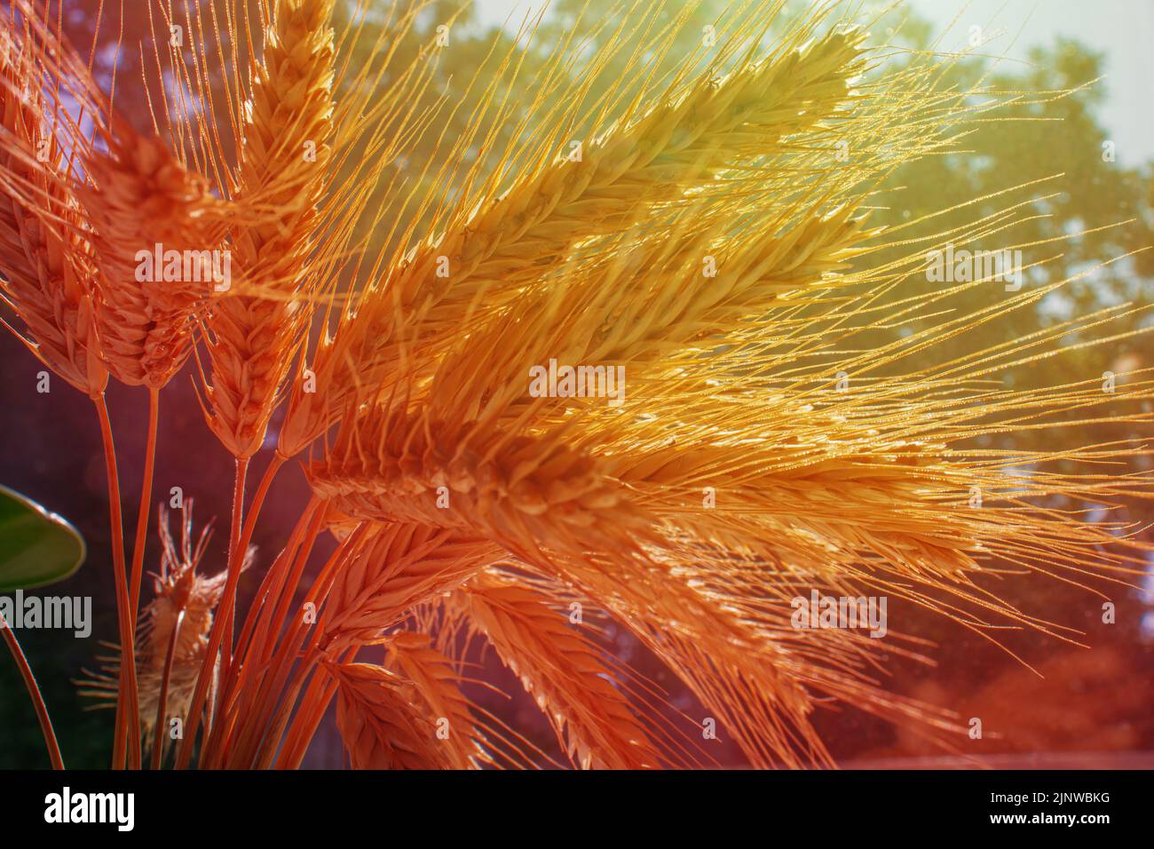 Bouquet of ears of rye of the new harvest in the sun's rays Stock Photo ...