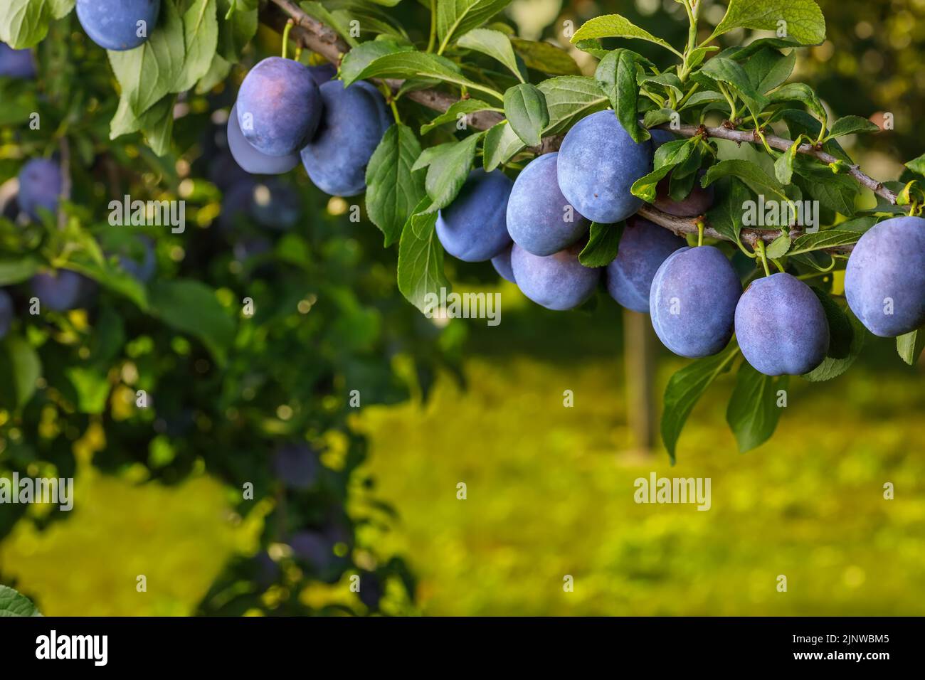 Blue plums in garden hi-res stock photography and images - Alamy