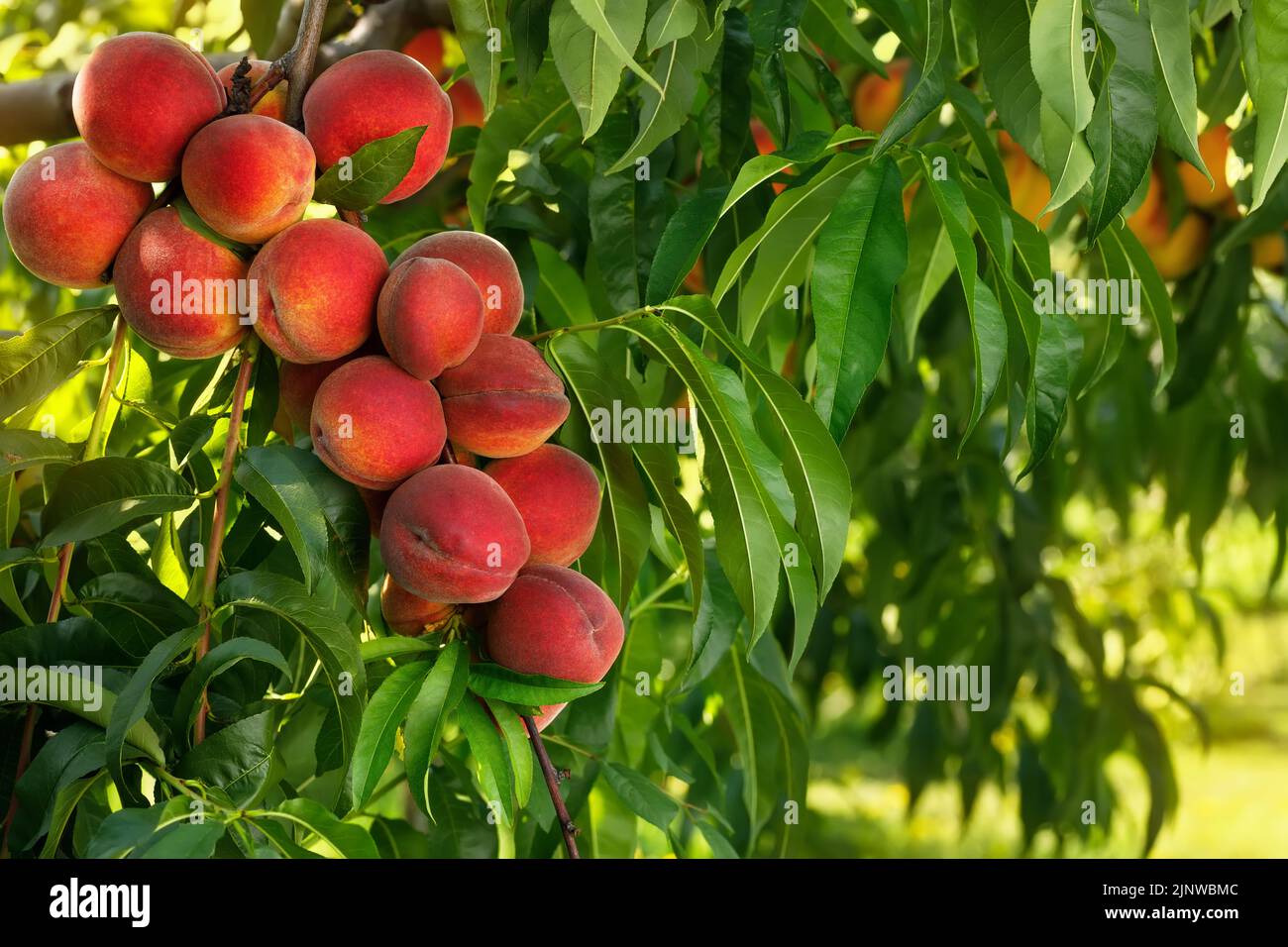 branch of ripe red peaches in garden Stock Photo - Alamy