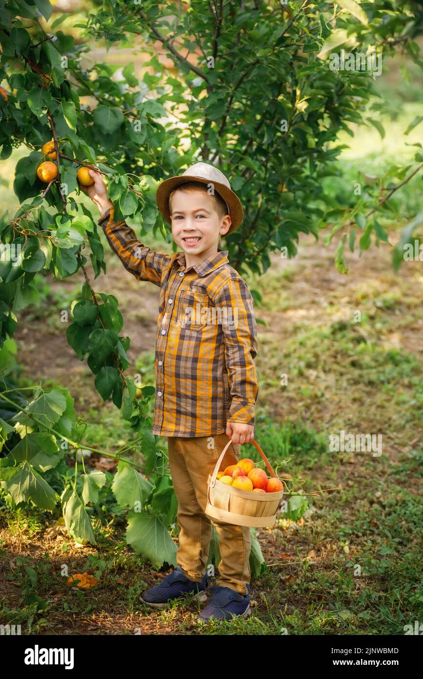 Apricot picking hi-res stock photography and images - Alamy