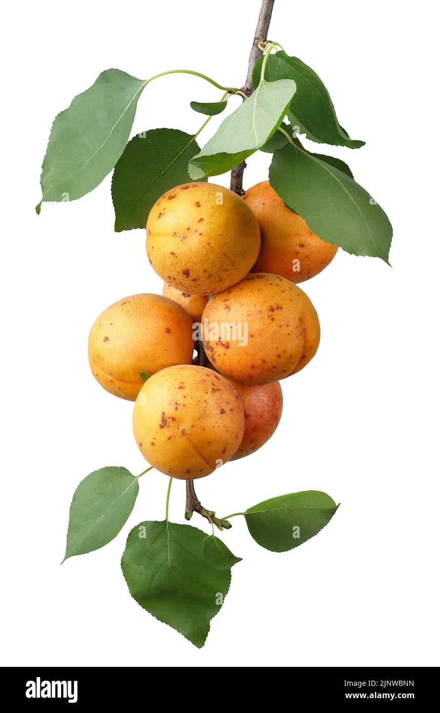 Ripe apricots on tree branch hi-res stock photography and images - Alamy