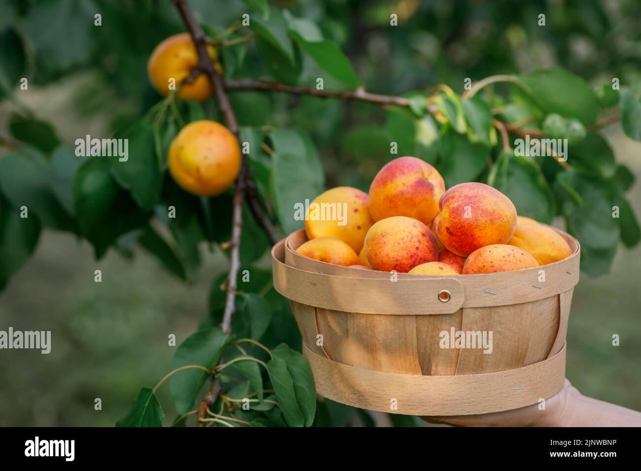 Female food basket hi-res stock photography and images - Alamy