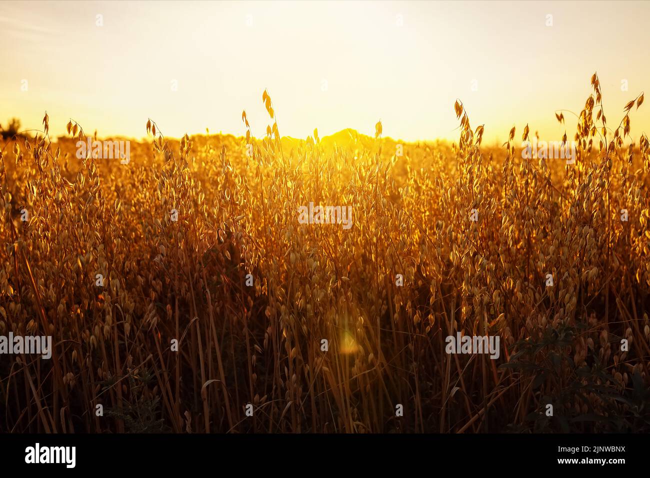 oats field at sunset ready to harvest Stock Photo - Alamy