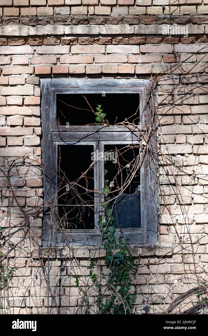 Detail of an old abandoned house with broken window panes, with a brick wall covered with plants ...