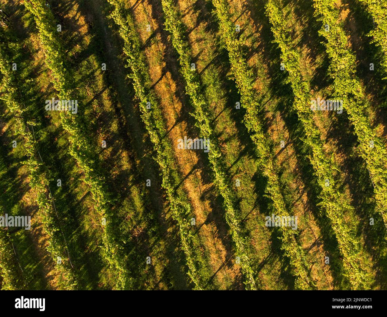 Cultivation wine vineyard vine hi-res stock photography and images - Alamy