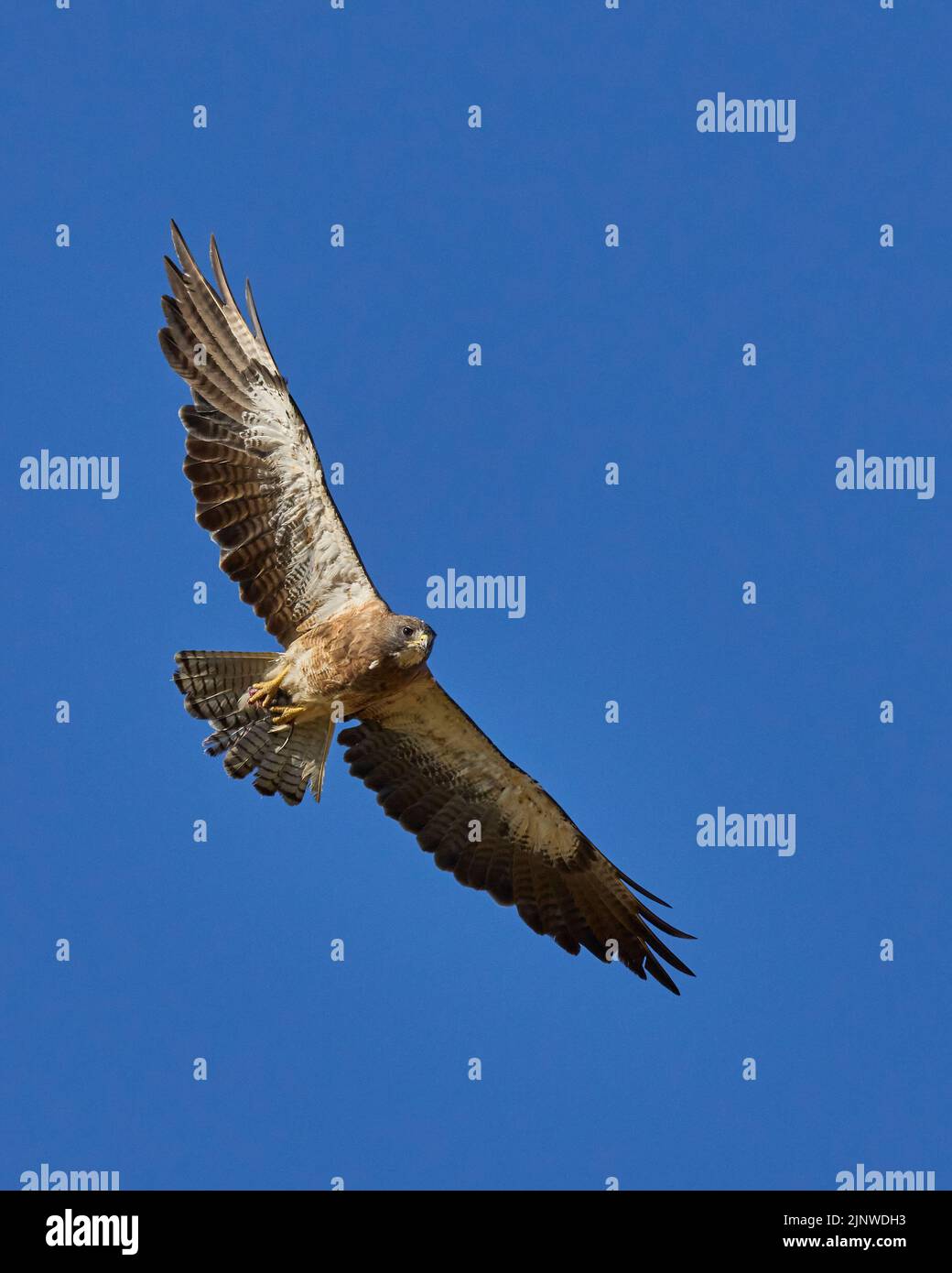Swainson' Hawk (Buteo swainsoni) overhead with rodent in talons, Yolo ...