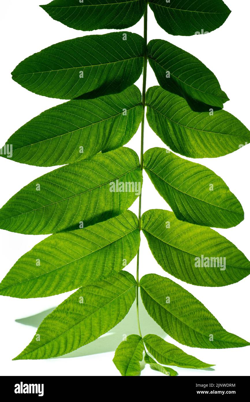 Hazel leaves on a branch over a white background. Green shadow painted ...