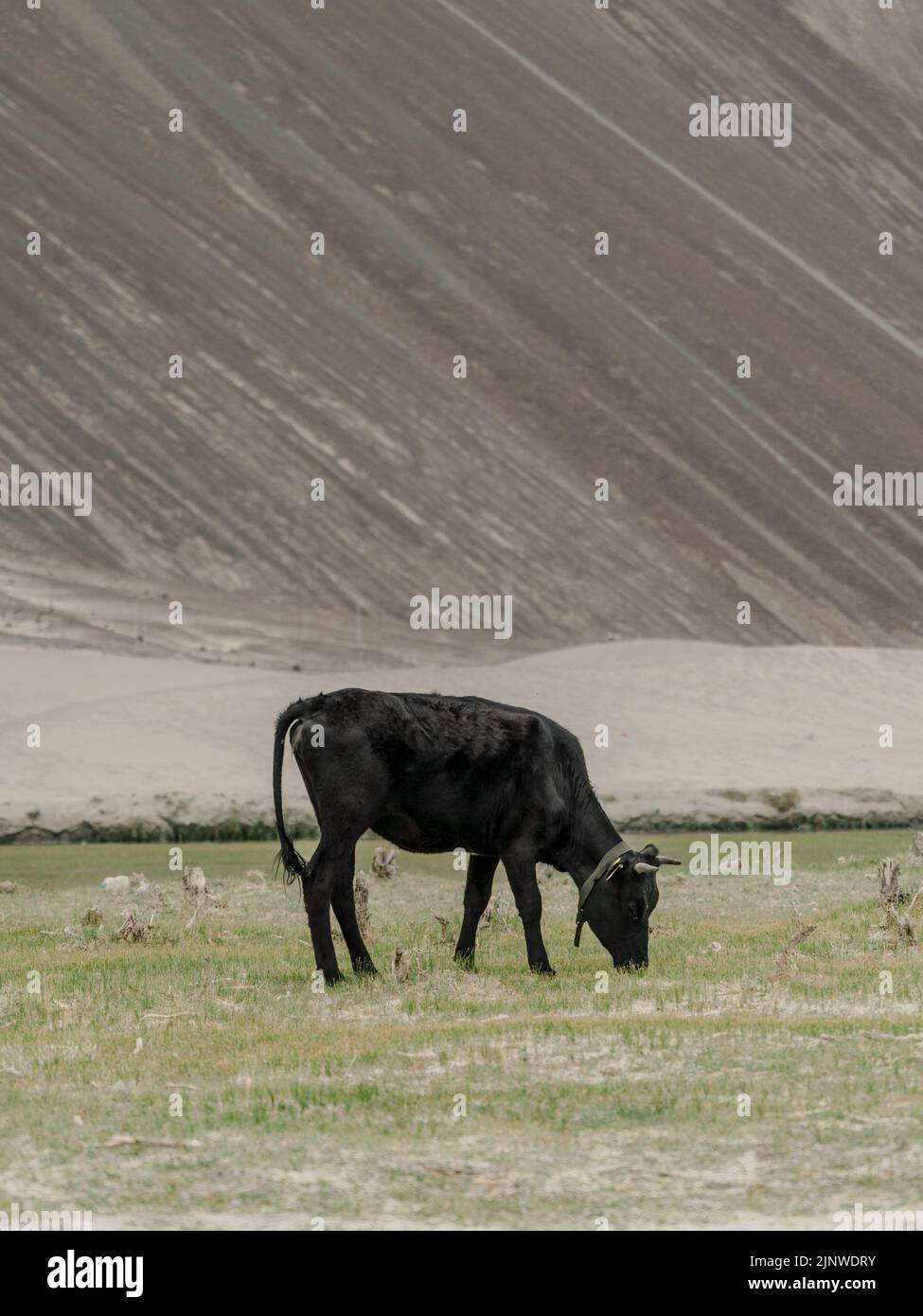Black cow crazing Stock Photo - Alamy