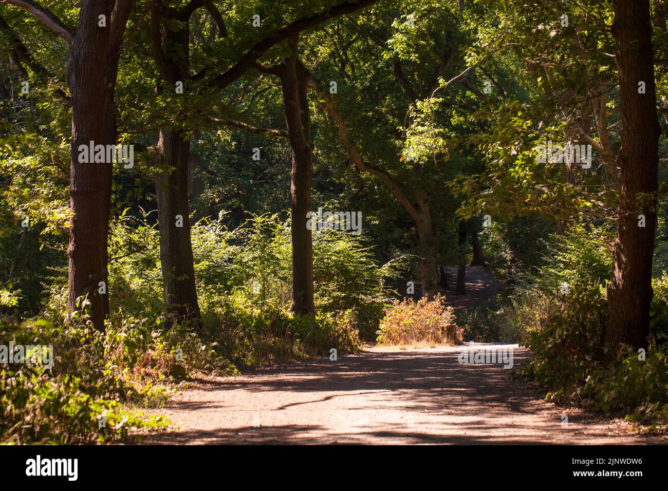 Trees and pathway in Hockley Woods, Essex, Britain Stock Photo - Alamy