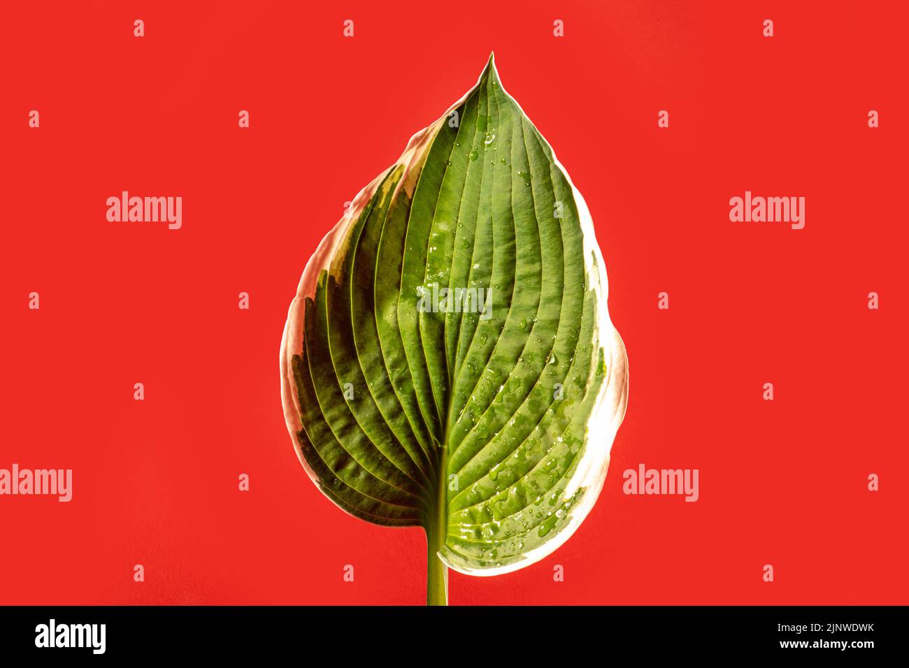 Big moist leaf against red background. White edges gloving. Drops of ...