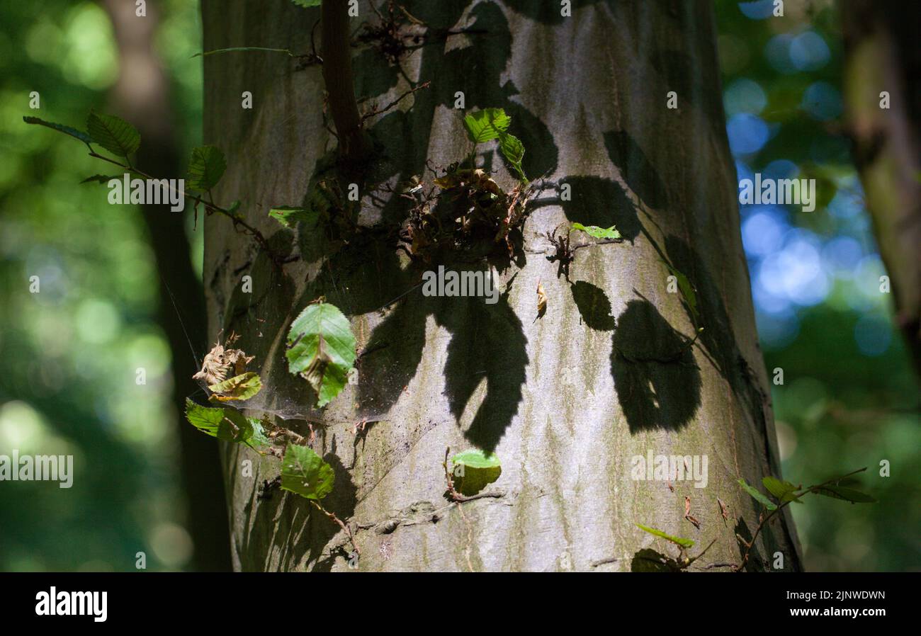 Hockley woods hi-res stock photography and images - Alamy