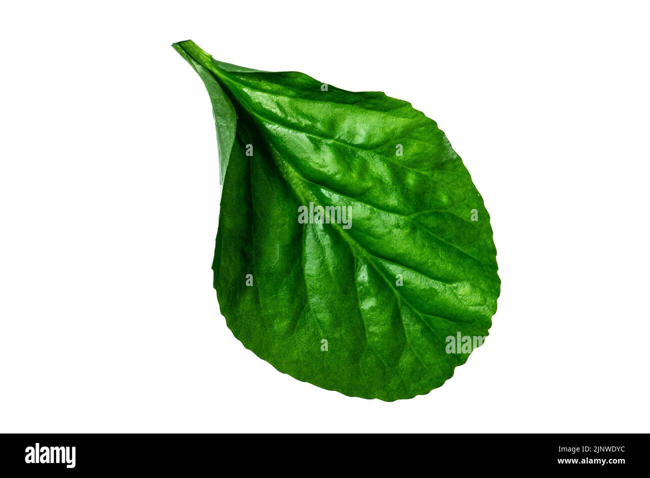 Curled single dark badan leaf over white background Stock Photo - Alamy