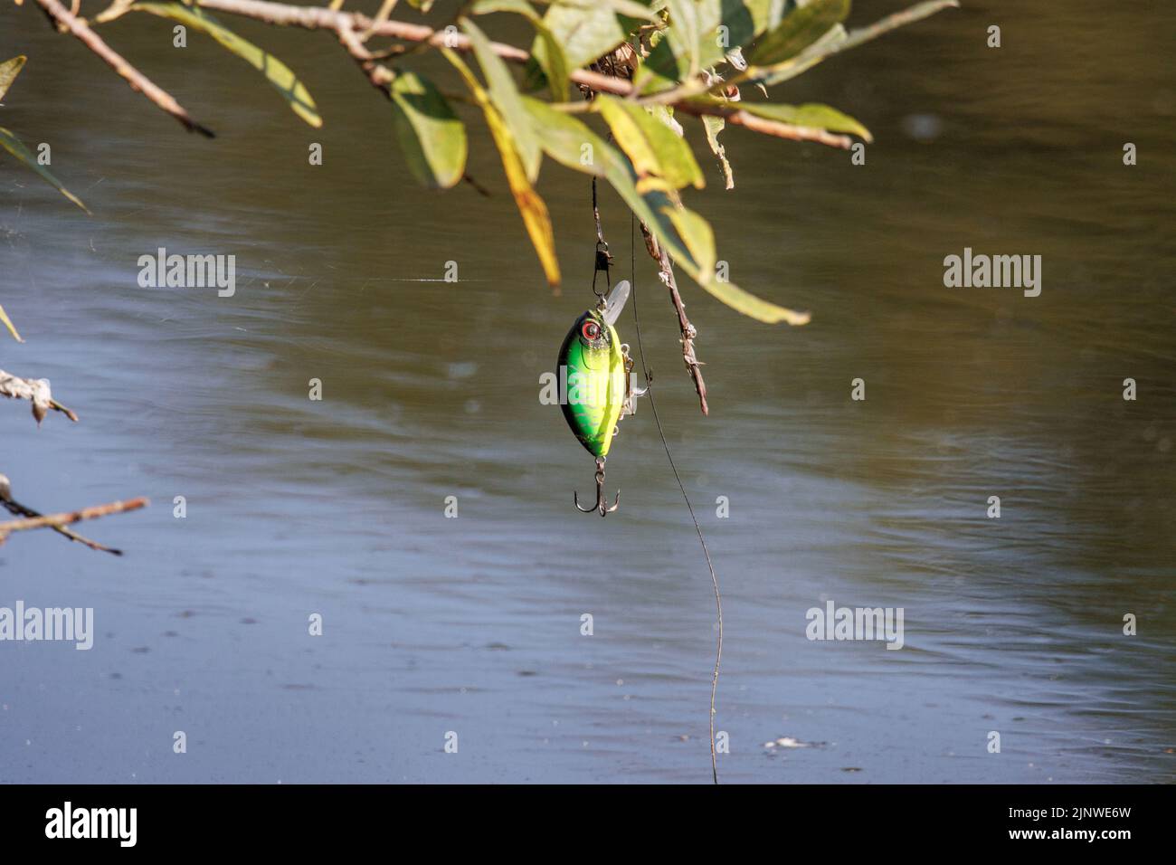 a fishing lure got caught in the branches of a tree Stock Photo - Alamy