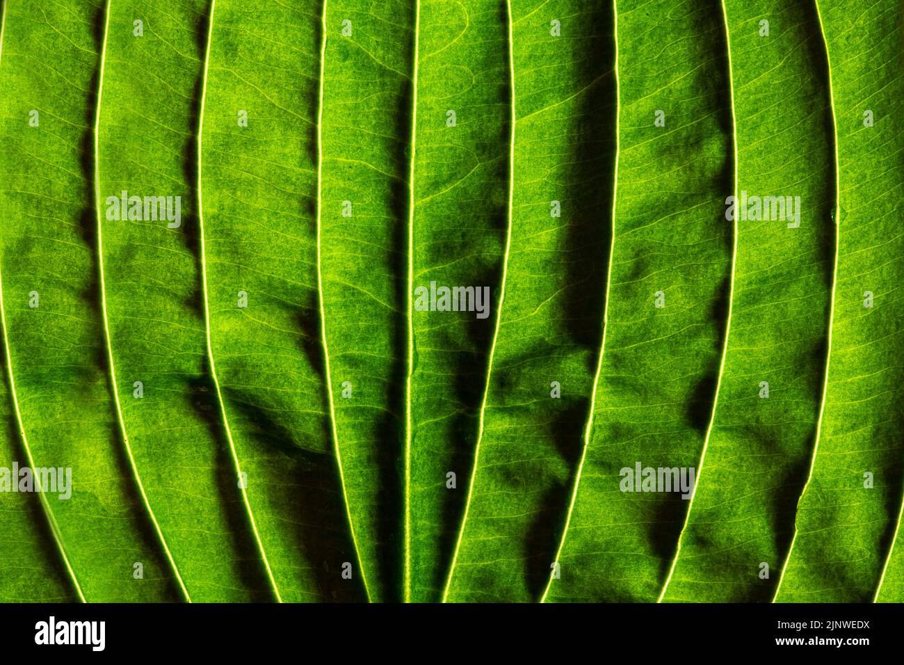 Light shining through leaf close up hi-res stock photography and images ...
