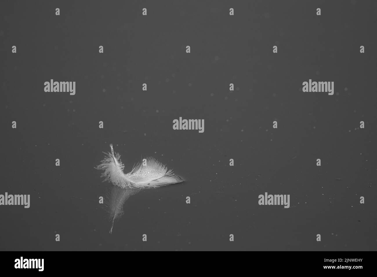 Floats on the water Black and White Stock Photos & Images - Alamy