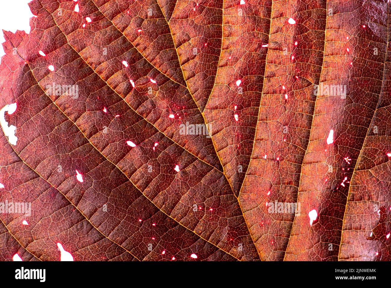 Holed red dry leaf with brown veins. partially torn. Close up Stock ...