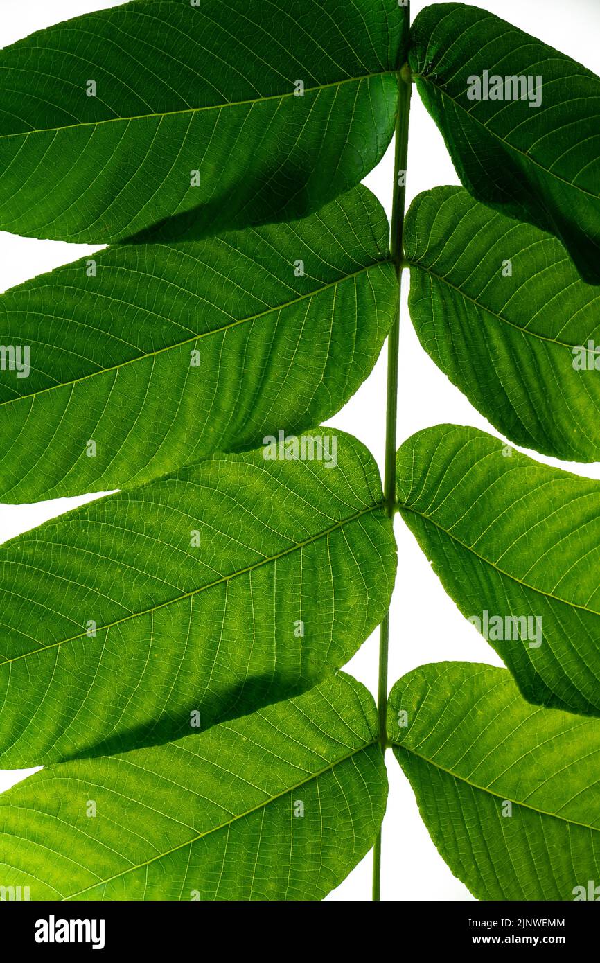 Close up of hazel leaves on a branch over a white background. Green ...