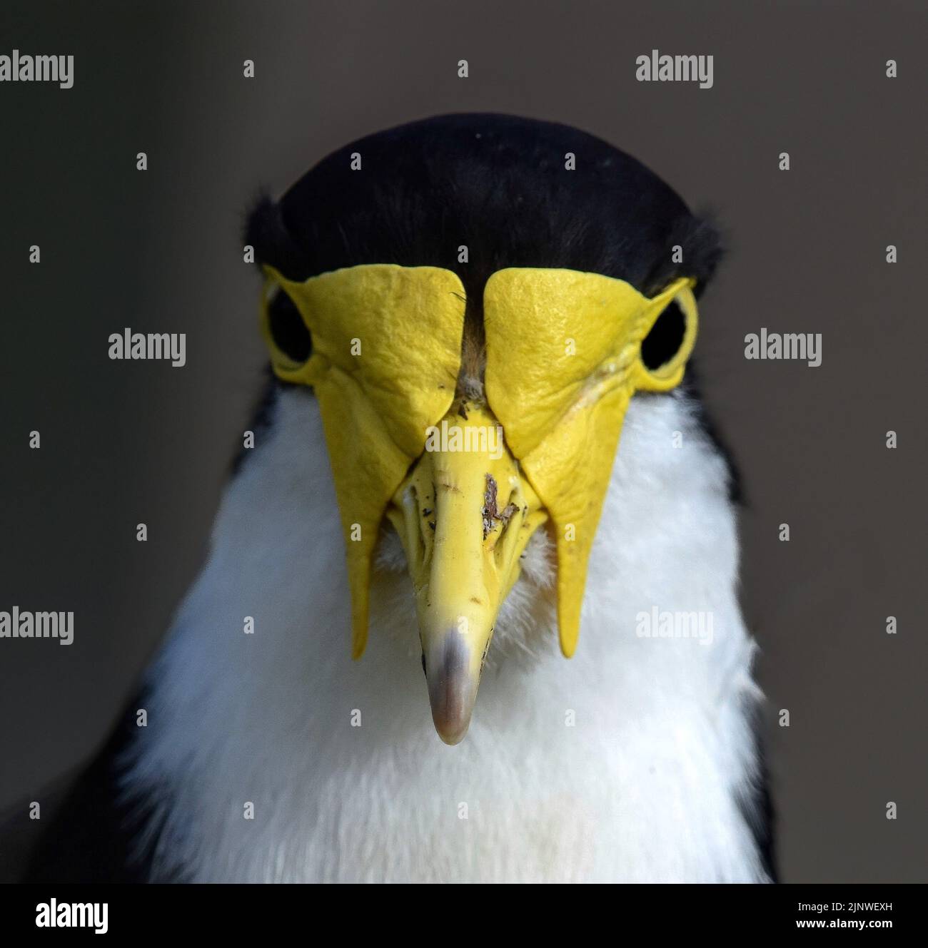 Masked up hi-res stock photography and images - Alamy