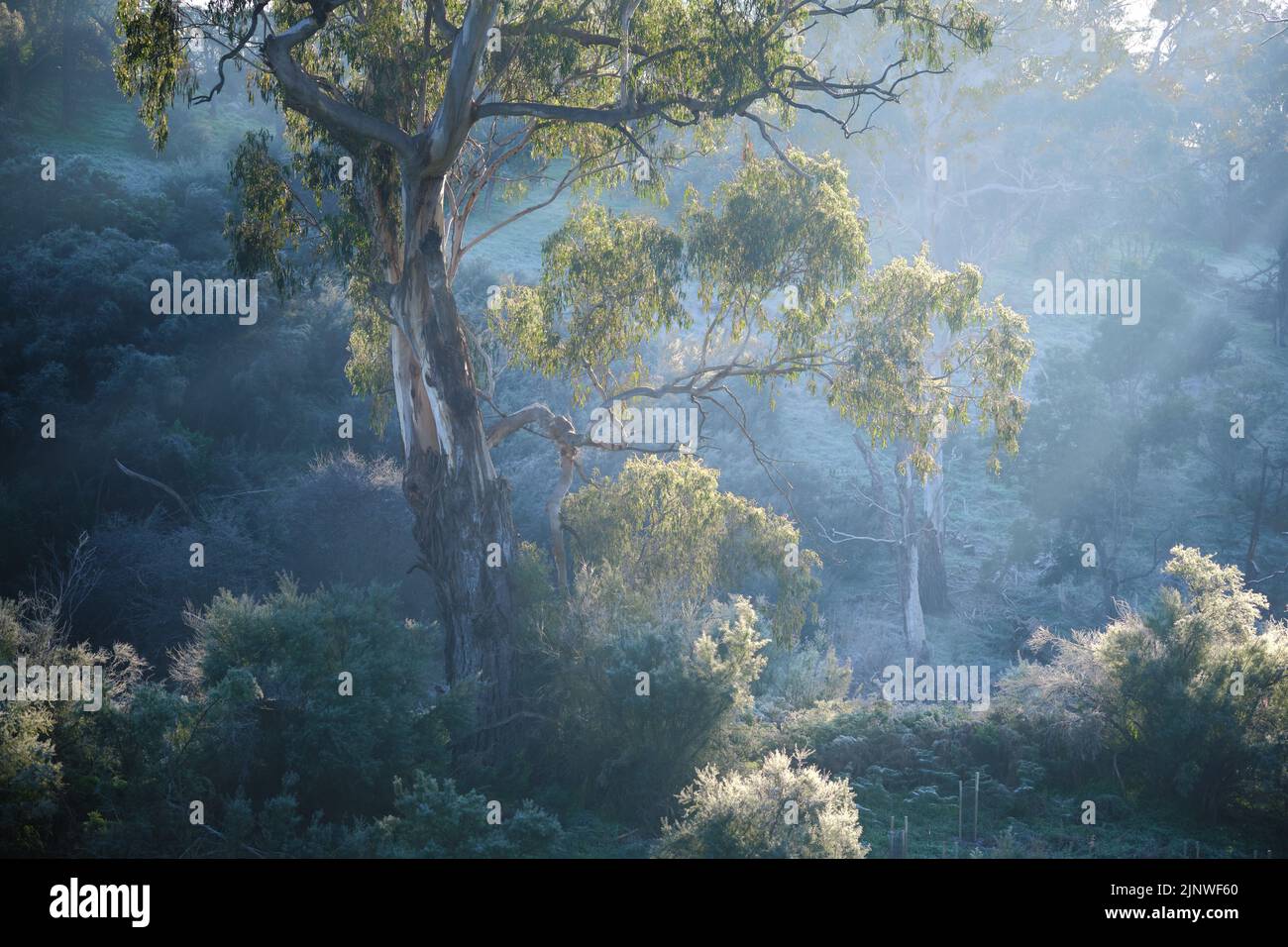 Sunlight back lit back lighting hi-res stock photography and images - Alamy