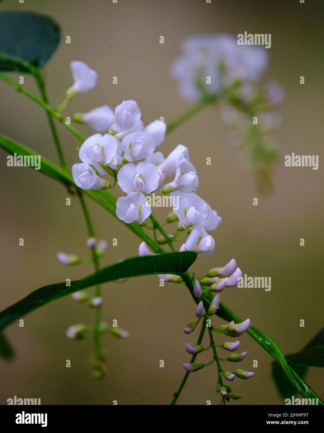 Australian flowers hi-res stock photography and images - Alamy