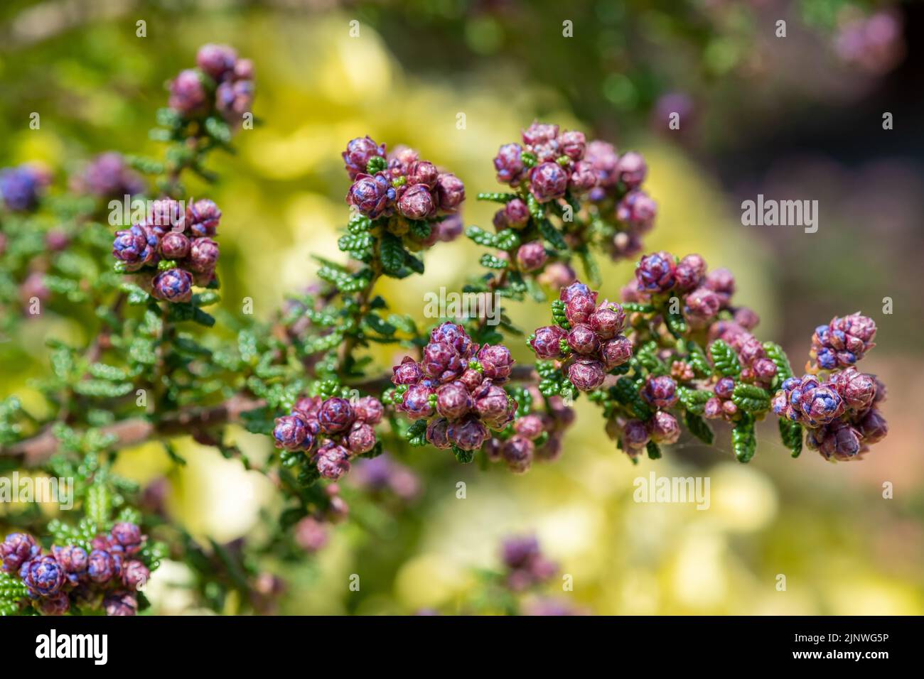 Close up of buds on a California lilac (ceanothus) bush Stock Photo - Alamy