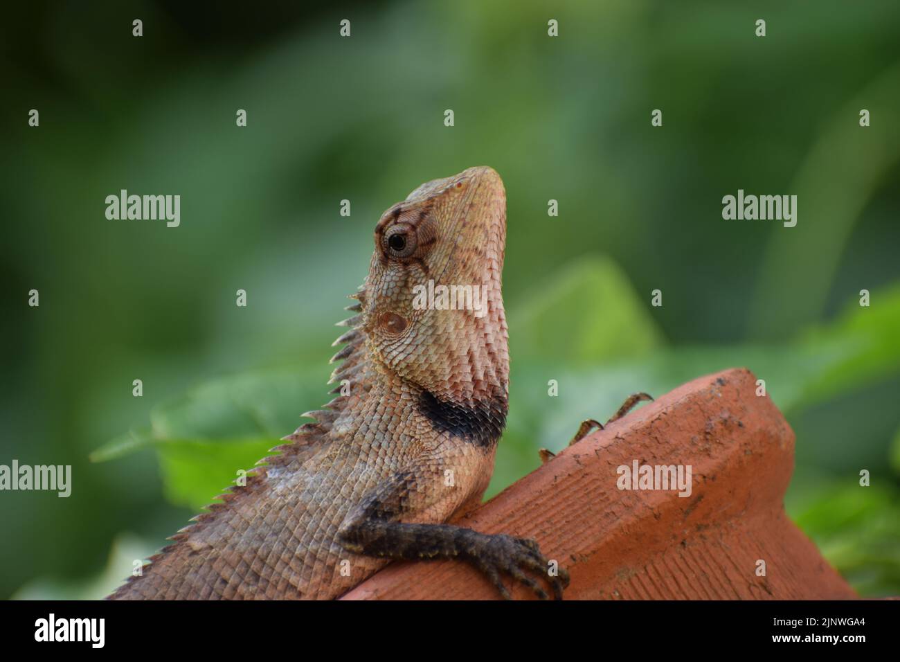 Black and brown lizard hi-res stock photography and images - Alamy