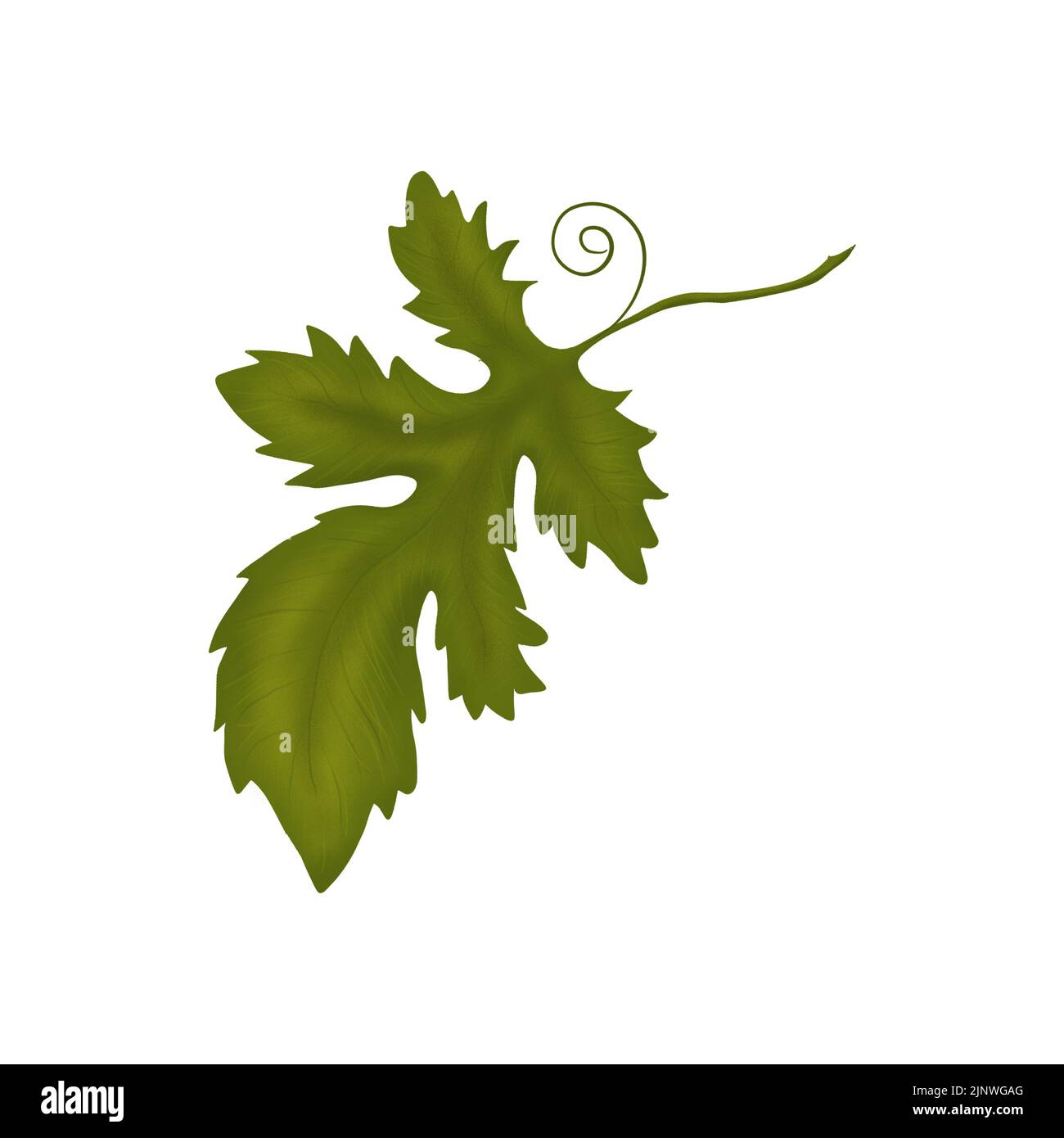 Green grape leaves isolated on white background. Illustration of leaves ...
