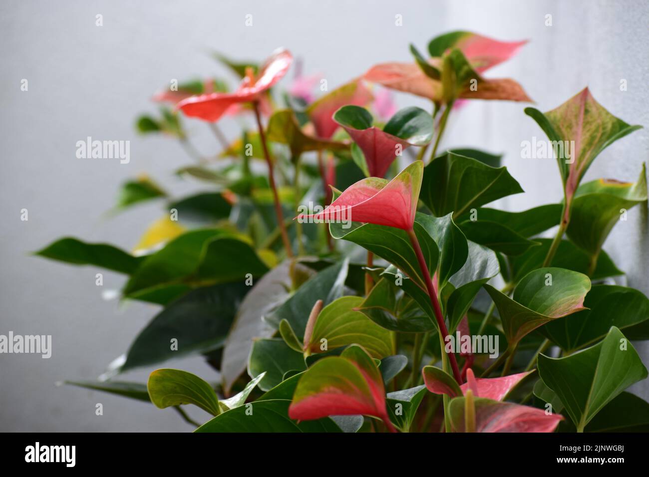 Anthuriums flower hi-res stock photography and images - Alamy