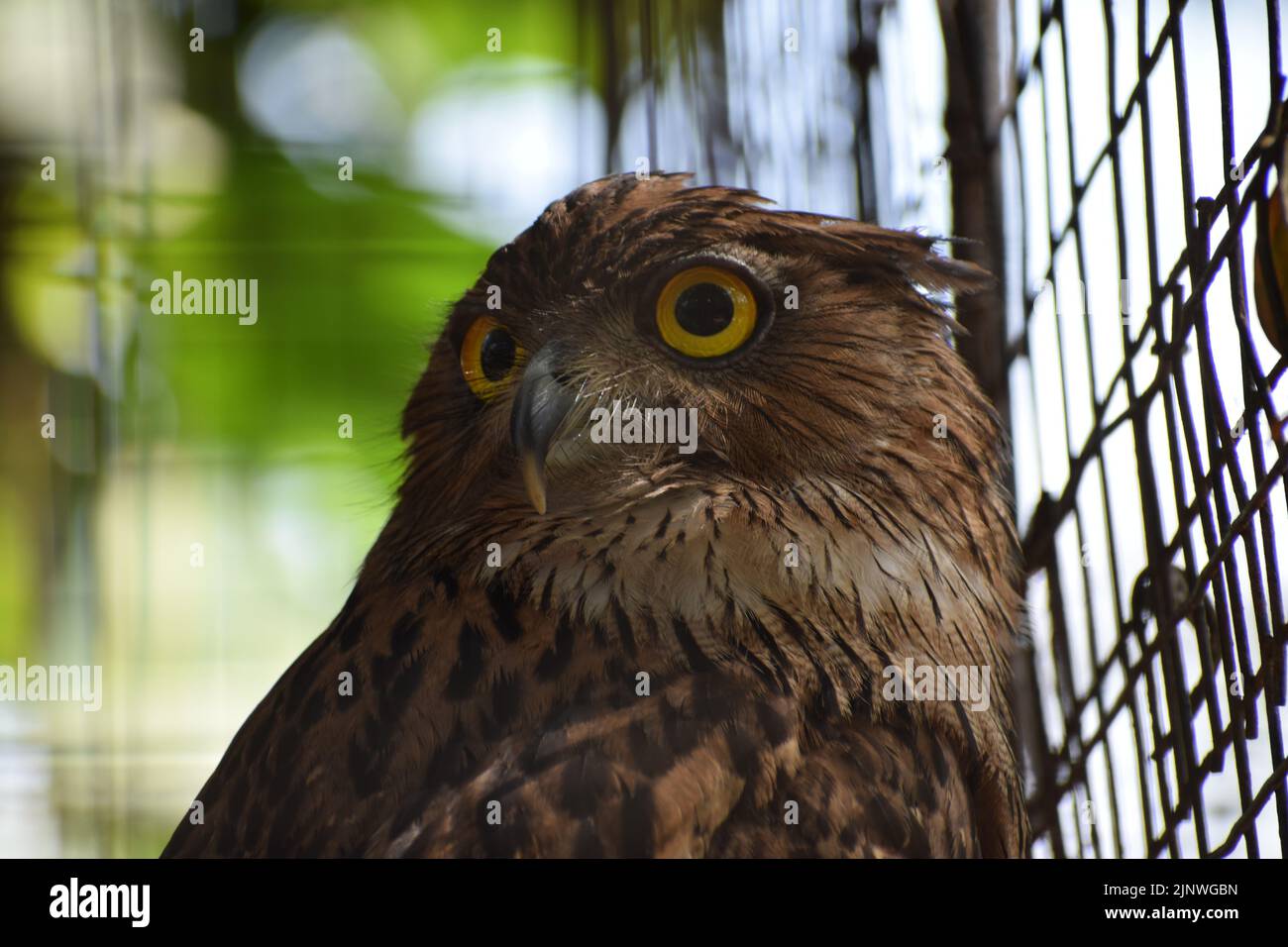Yellow eye owl hi-res stock photography and images - Alamy