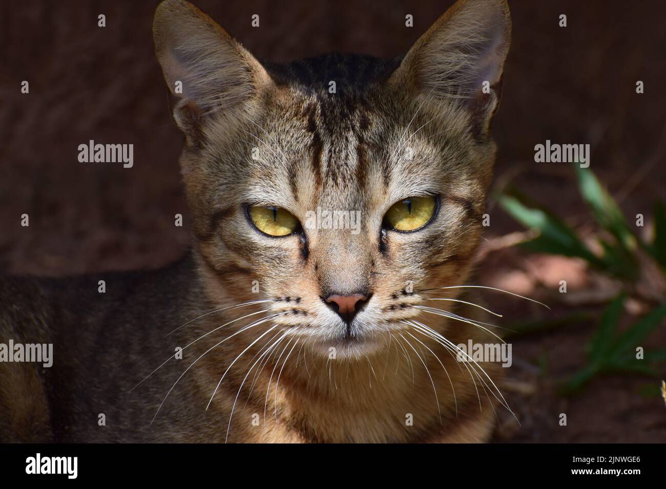 Tiger like cat with dangerous look Stock Photo - Alamy