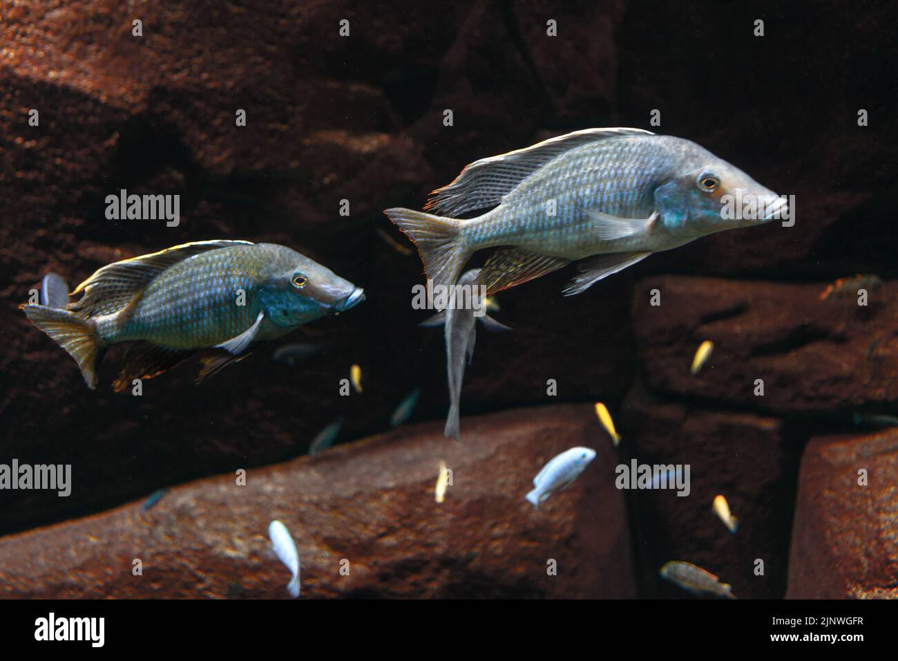 Tropical fish in deep water . Silver fish in transparent water Stock ...