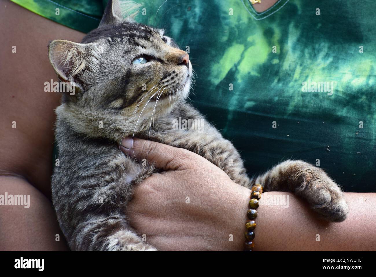 My lovely cat is on my hand Stock Photo - Alamy