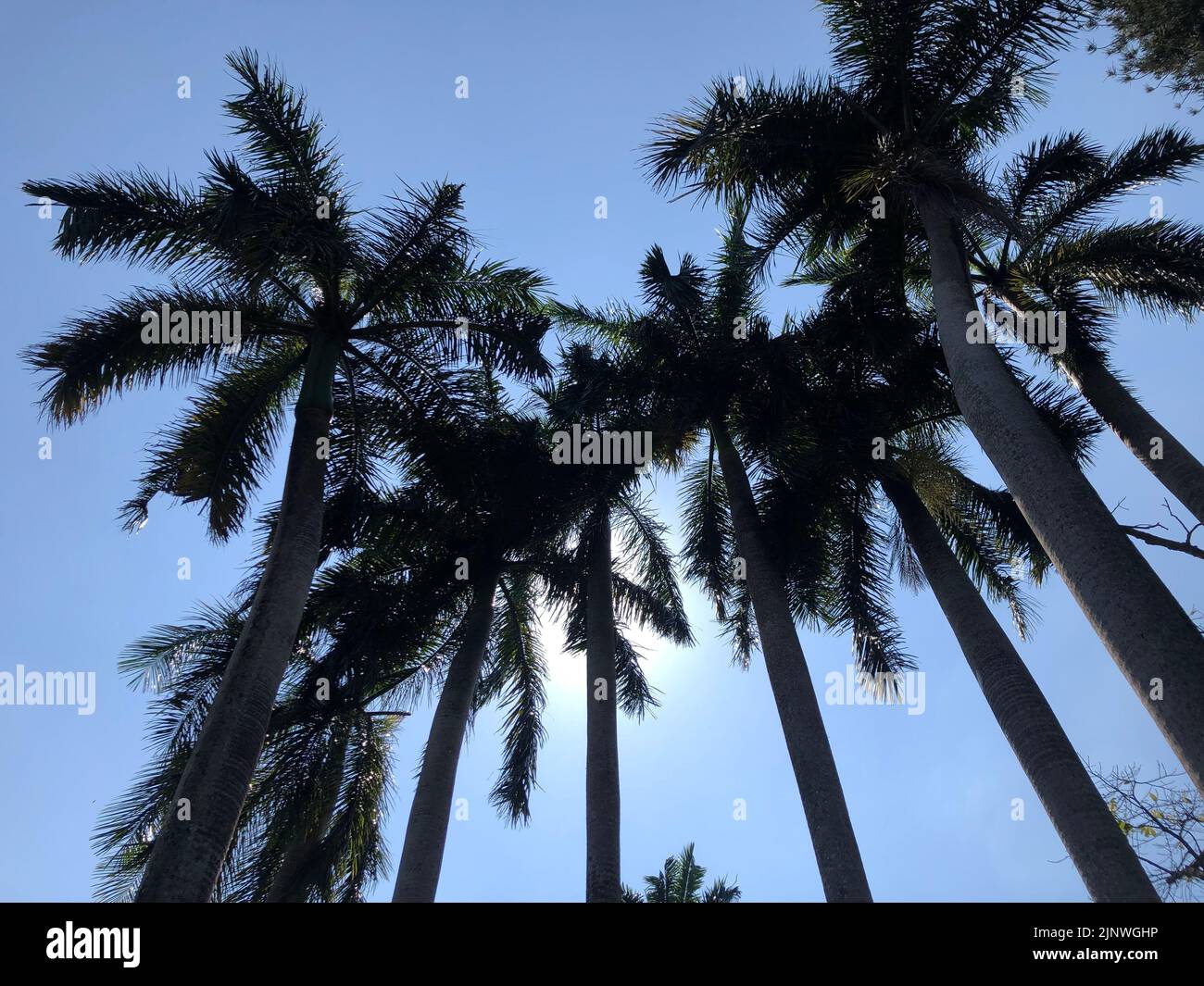 Hidden sun through palm leaves Stock Photo - Alamy