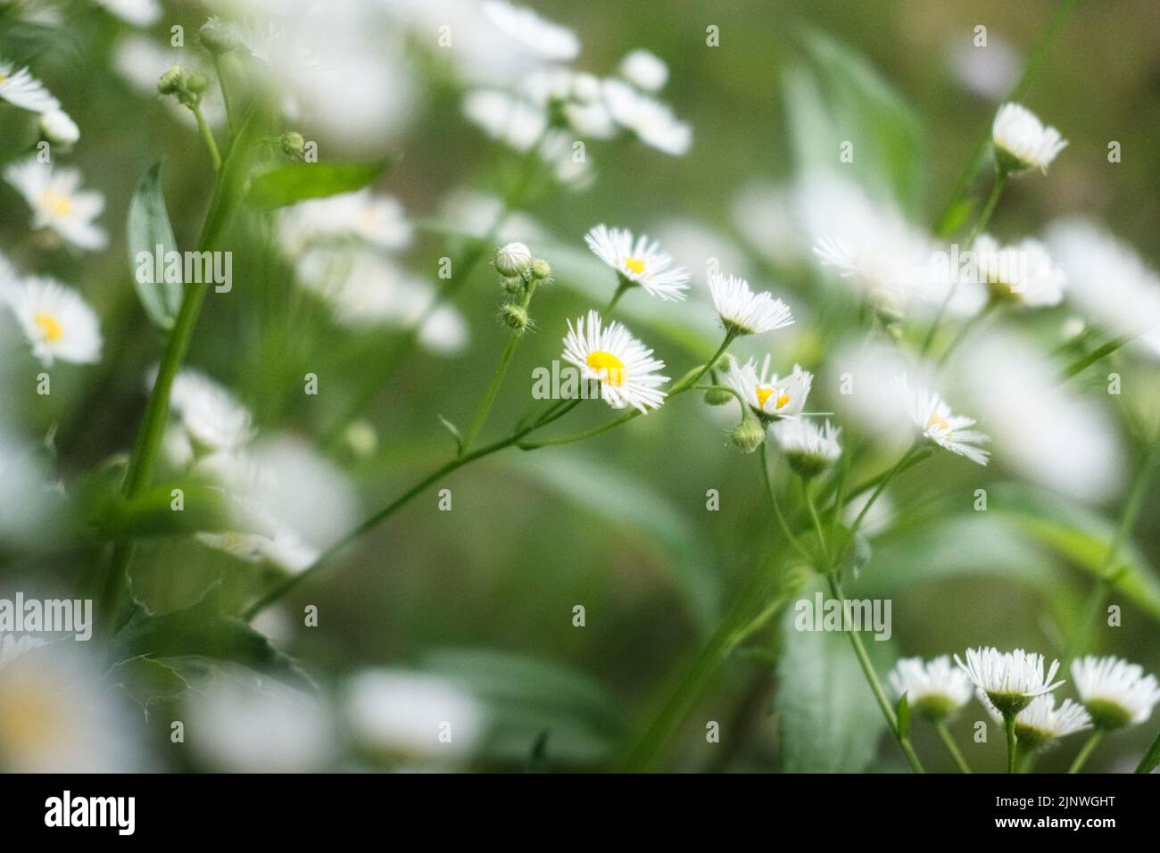 Tiny white daisy flowers in deep green Stock Photo - Alamy