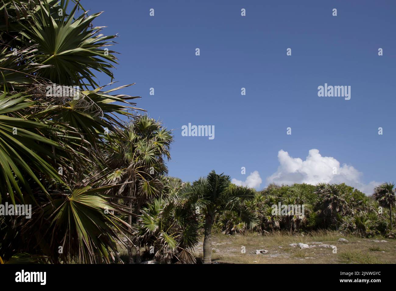 On the edge of the jungle in the Yucatan Peninsula, Mexico Stock Photo ...