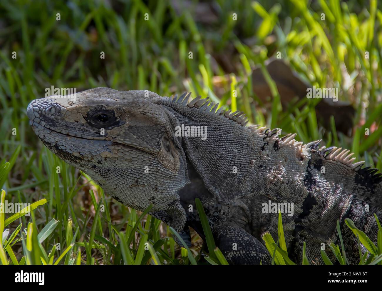 A Common Spiny-tailed Iguana (Ctenosaura similis) in Tulum, Mexico ...