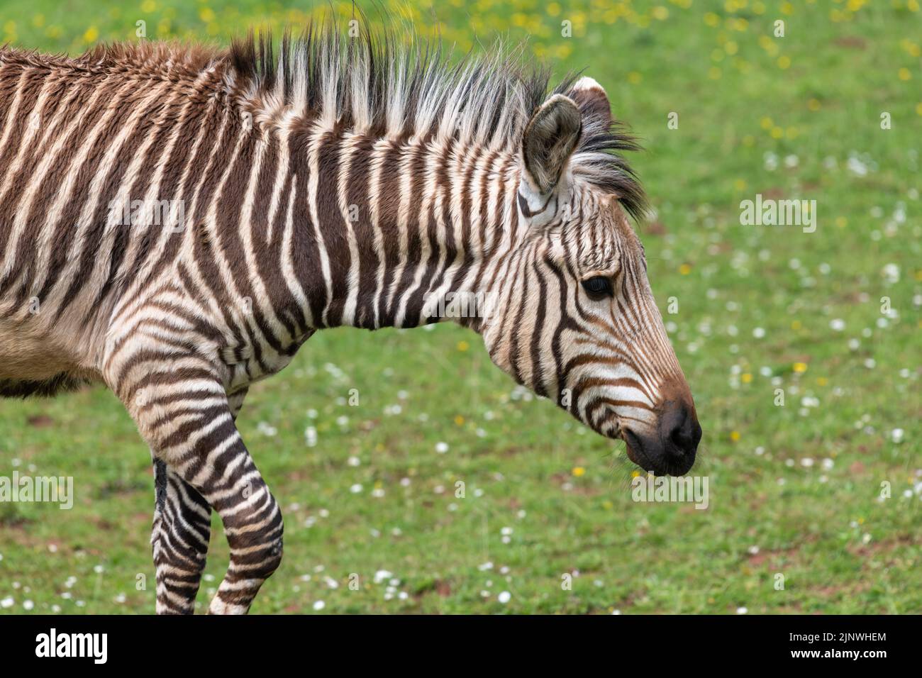 Close up portrait of a Hartmanns mountain zebra foal (equus hartmannae ...