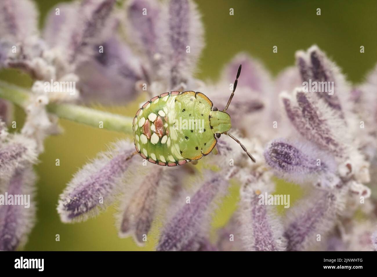 Colorful closeup on an instar, nymph, of the Southern green shieldbug ...